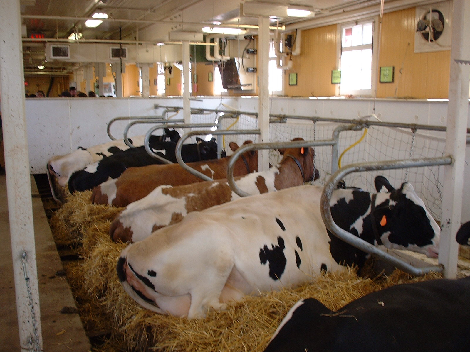 Dairy & the Real Veal Deal : VegHead